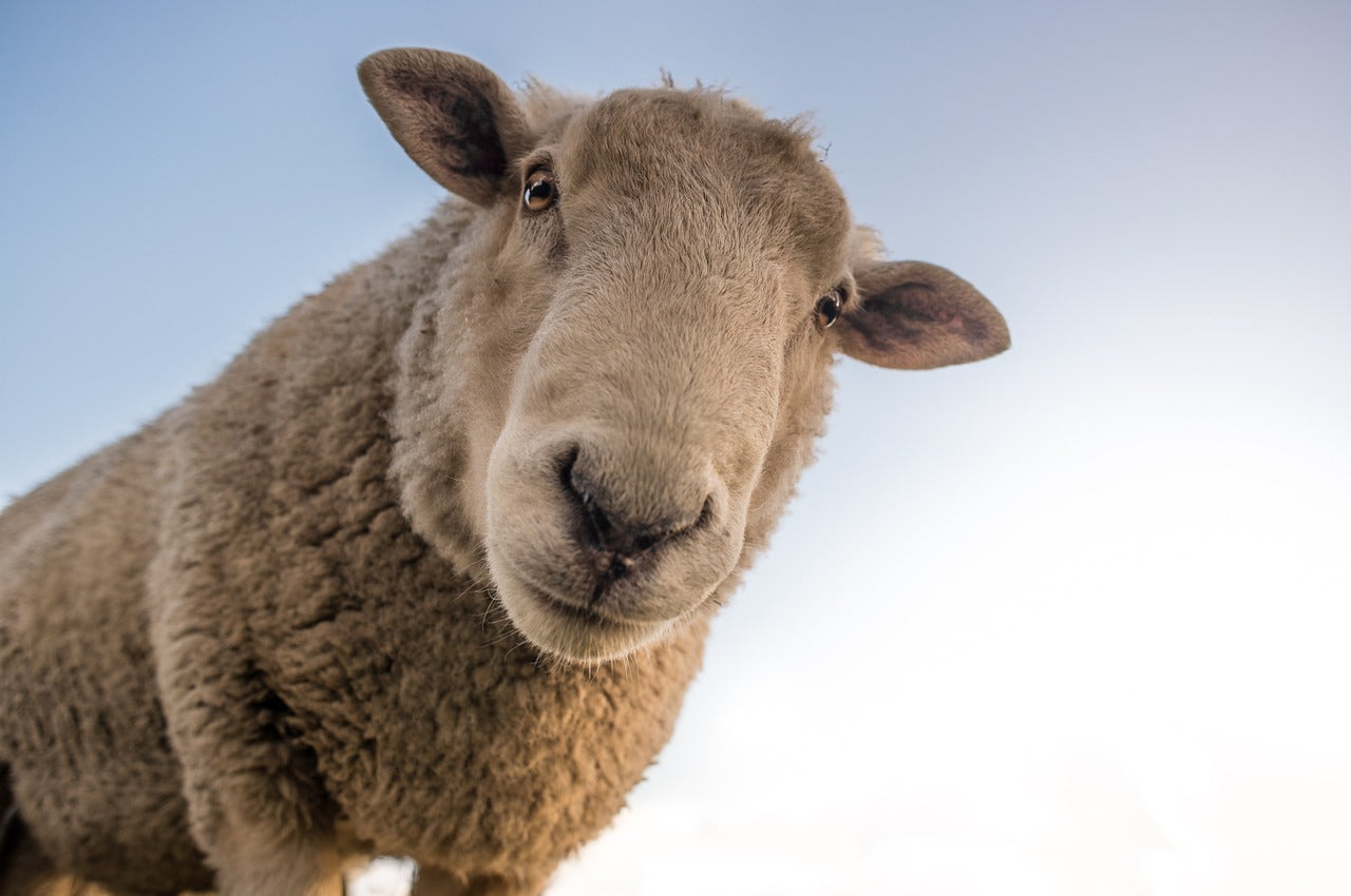 10 Fascinating Facts About Welsh Sheep - Welsh Treasure